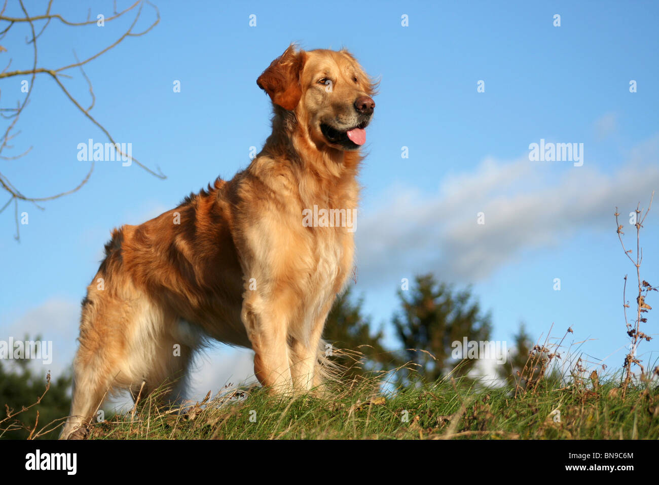 standing Golden Retriever Stock Photo - Alamy