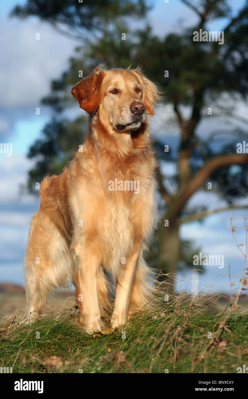 standing Golden Retriever Stock Photo - Alamy