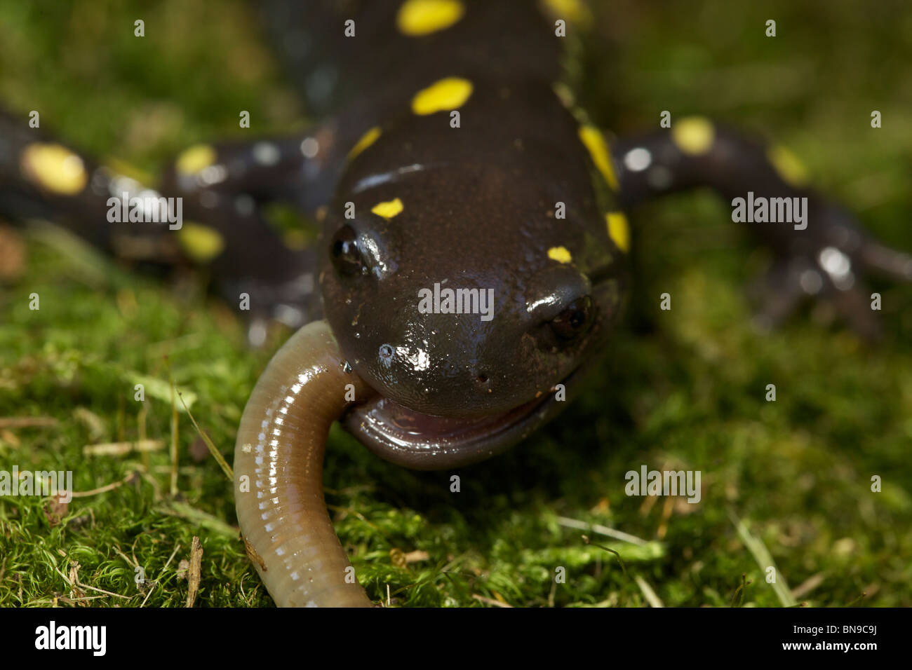 Spotted Salamander Eating a Worm (Ambystoma maculatum) - New York - USA ...