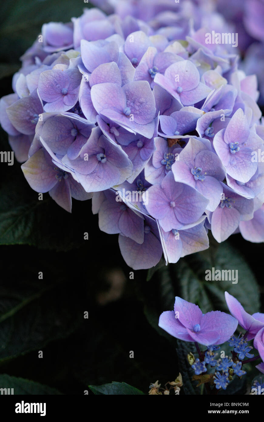 Hydrangea macrophylla close-up Stock Photo - Alamy