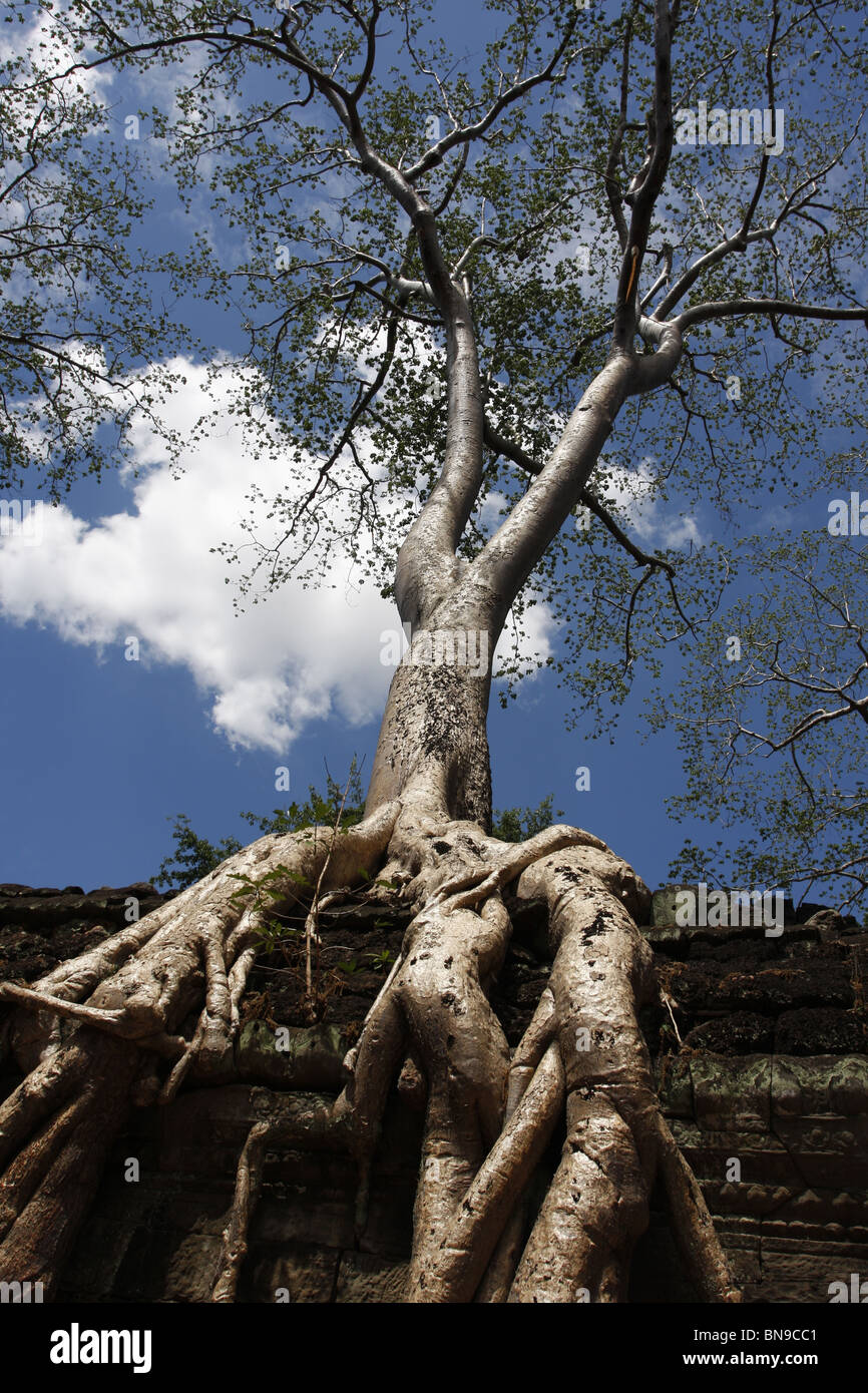Dead fig tree hi-res stock photography and images - Alamy