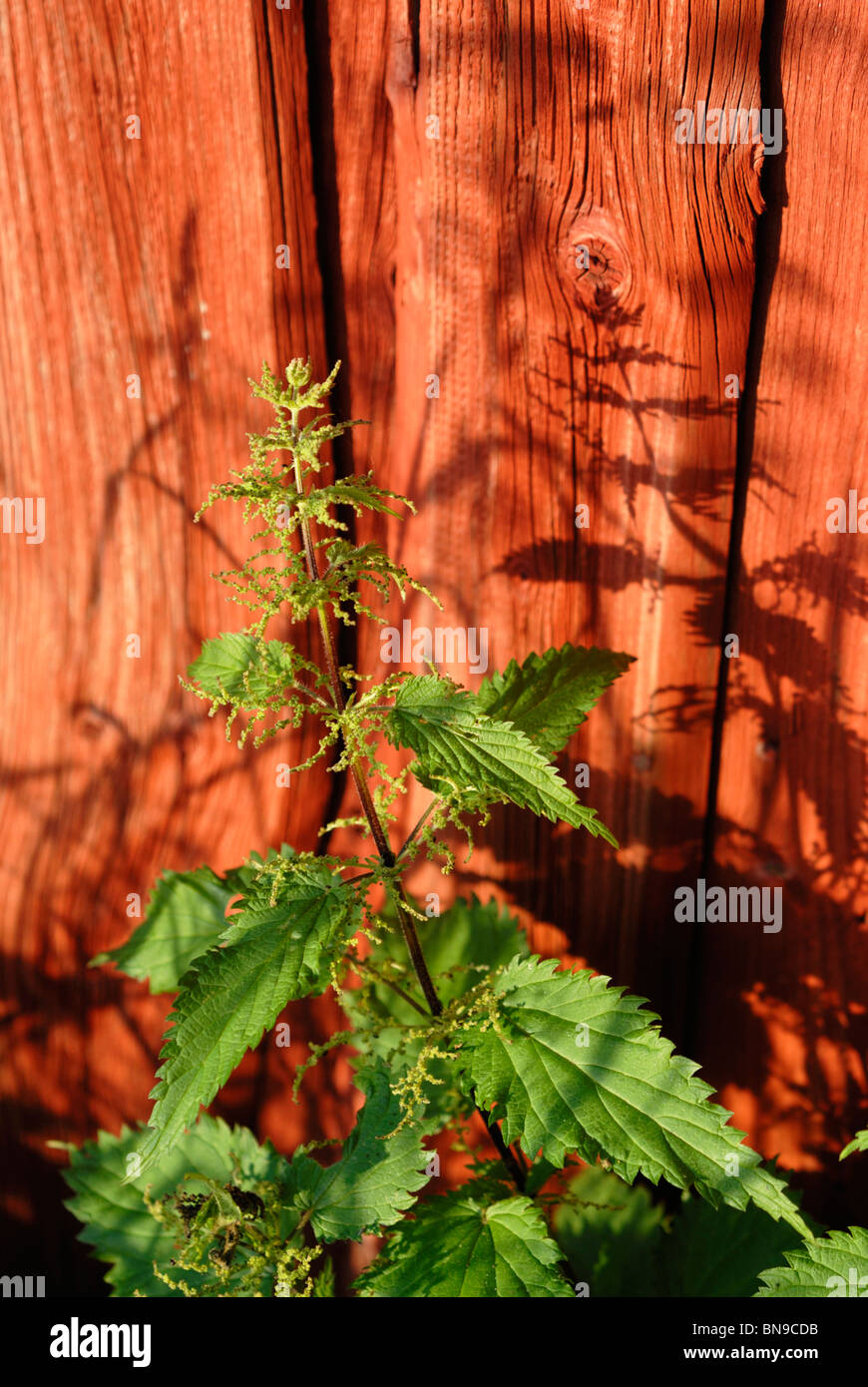 Stinging nettle urtica dioica Stock Photo - Alamy