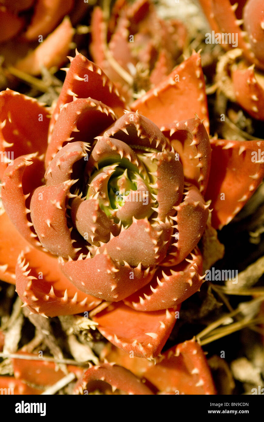Cactus Aloe Vera Stock Photo - Alamy