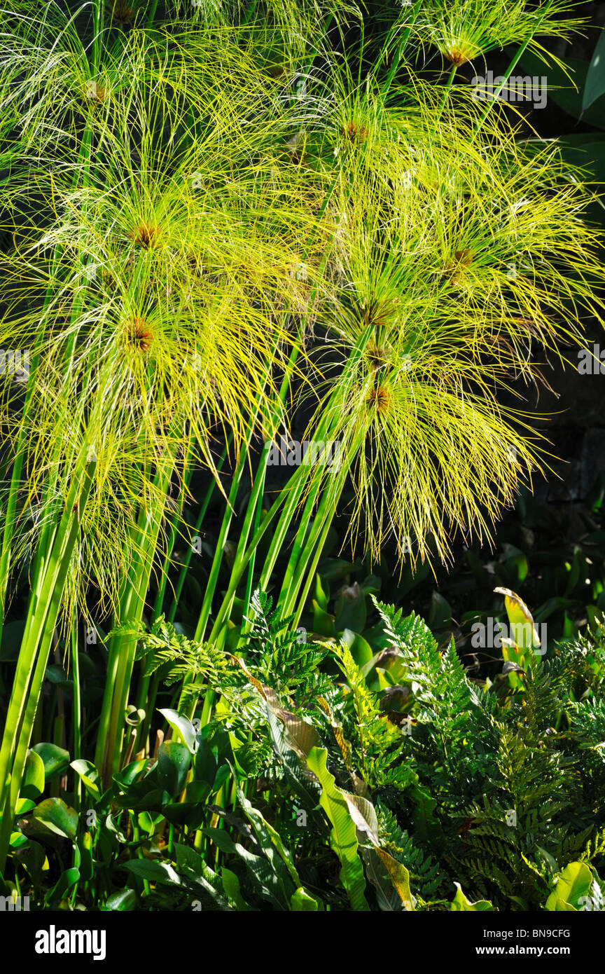Papyrus cyperus swamp in hi-res stock photography and images - Alamy