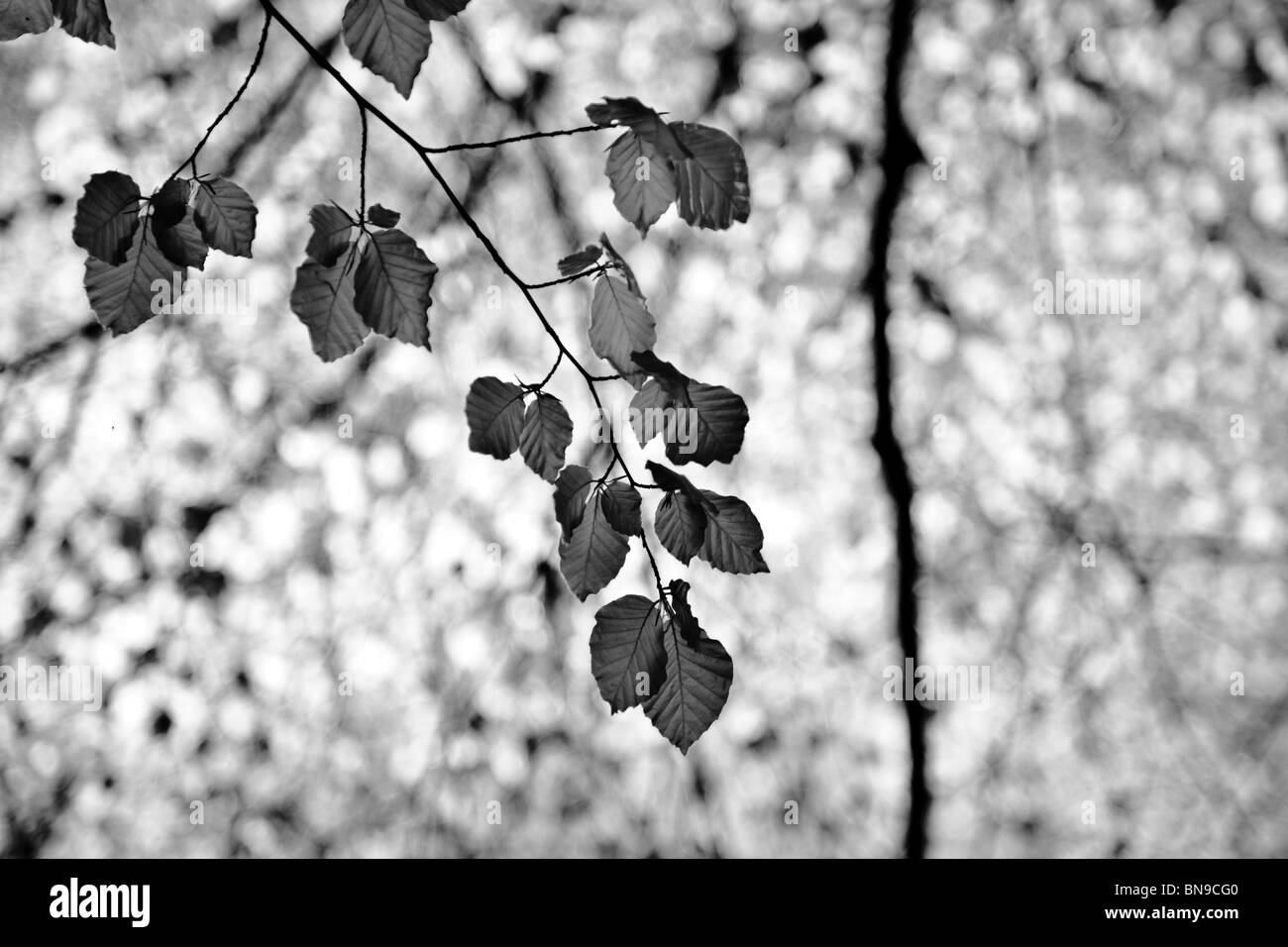 Black Beech Tree High Resolution Stock Photography and Images - Alamy