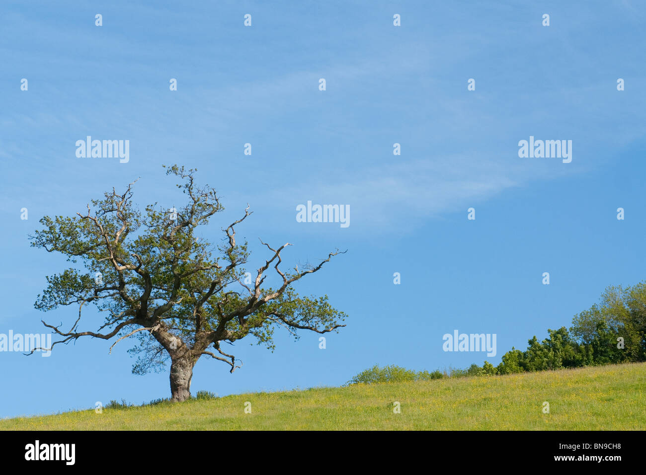 Tree on a hill Stock Photo - Alamy