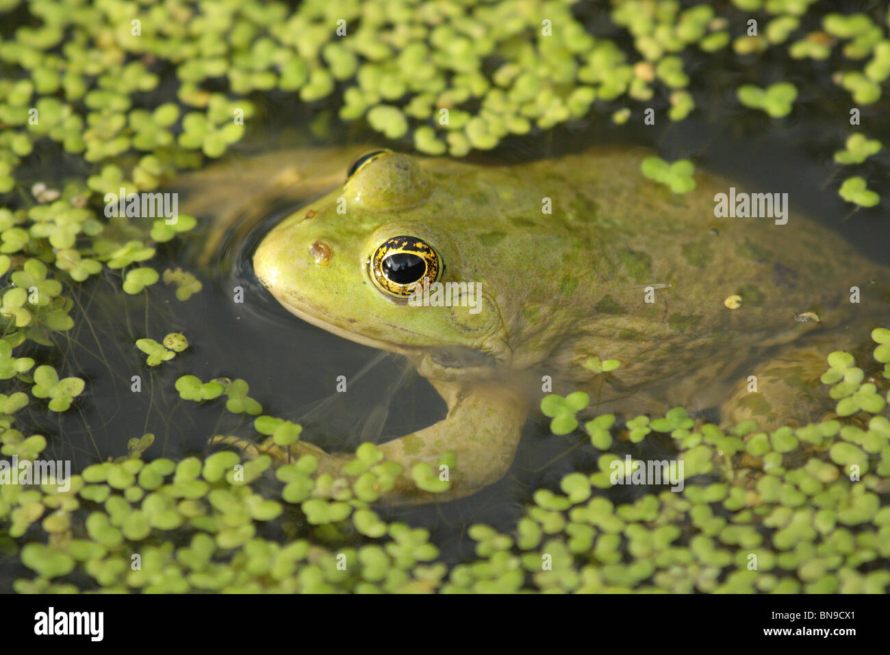Marsh Frog at British Wildlife Centre Stock Photo - Alamy