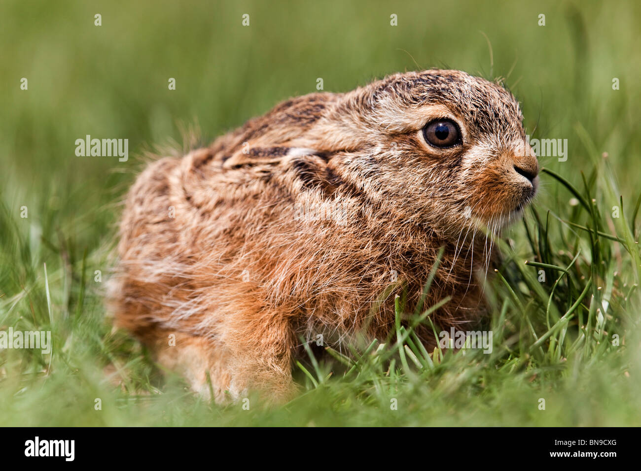 Brown Hare leveret; Lepus capensis; hidden in grass; Suffolk Stock ...
