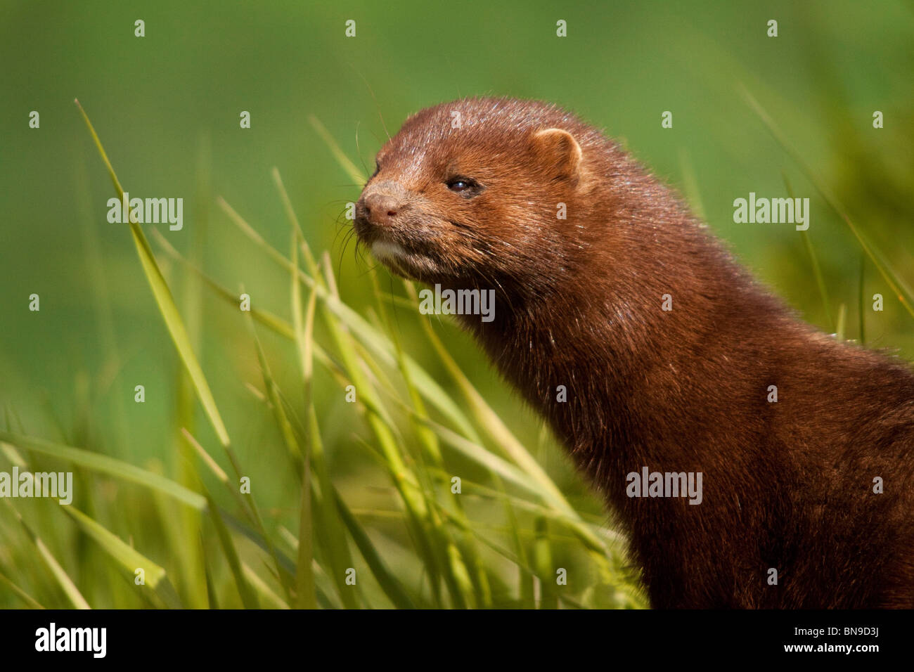 A Mink at home in the long grass hunting for mice and voles Stock Photo ...