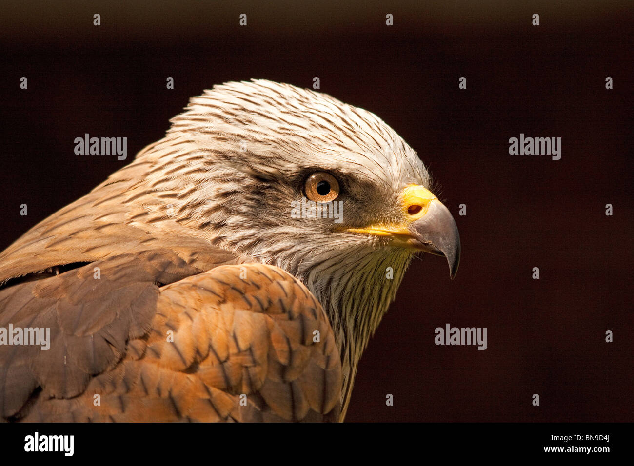 Portrait of a Black Kite Stock Photo - Alamy