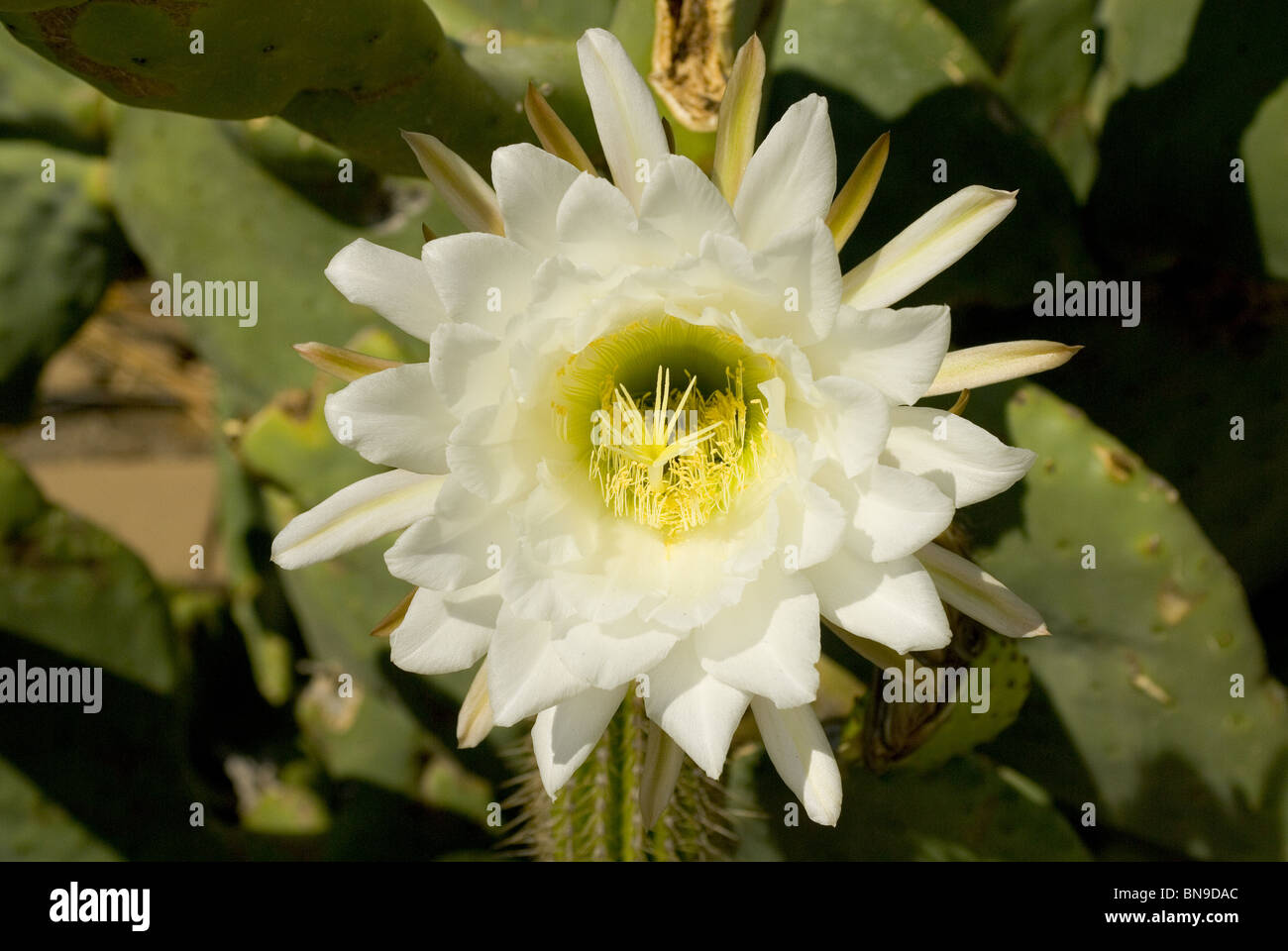 Cereus cactus bloom hi-res stock photography and images - Alamy