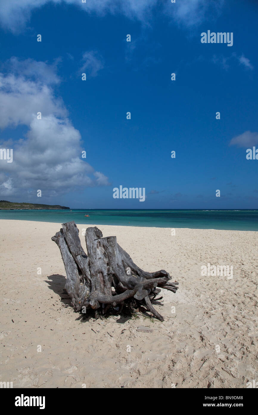 Lone tree stump on a Caribbean beach. space for text Stock Photo - Alamy