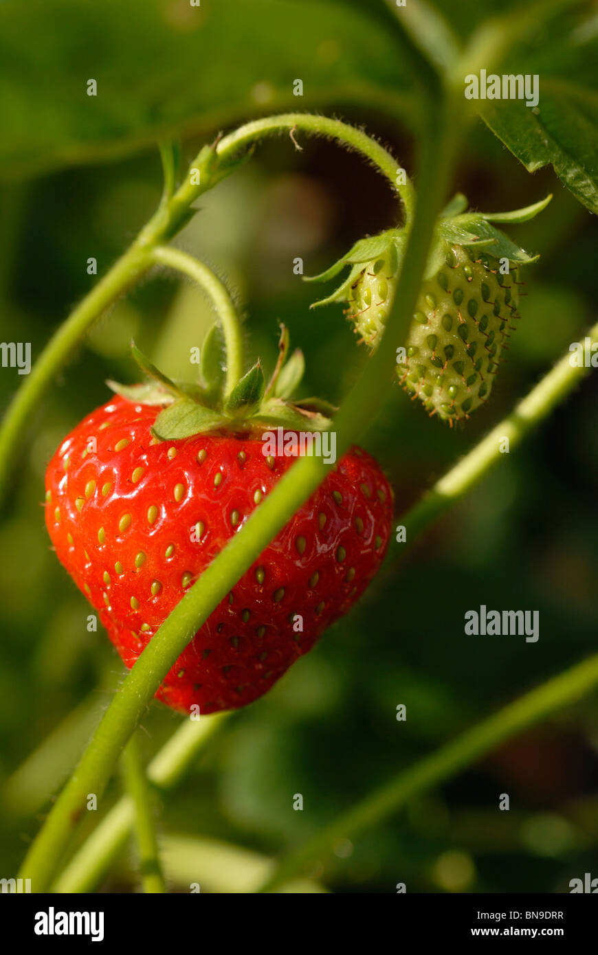 Strawberries growing in container Stock Photo - Alamy