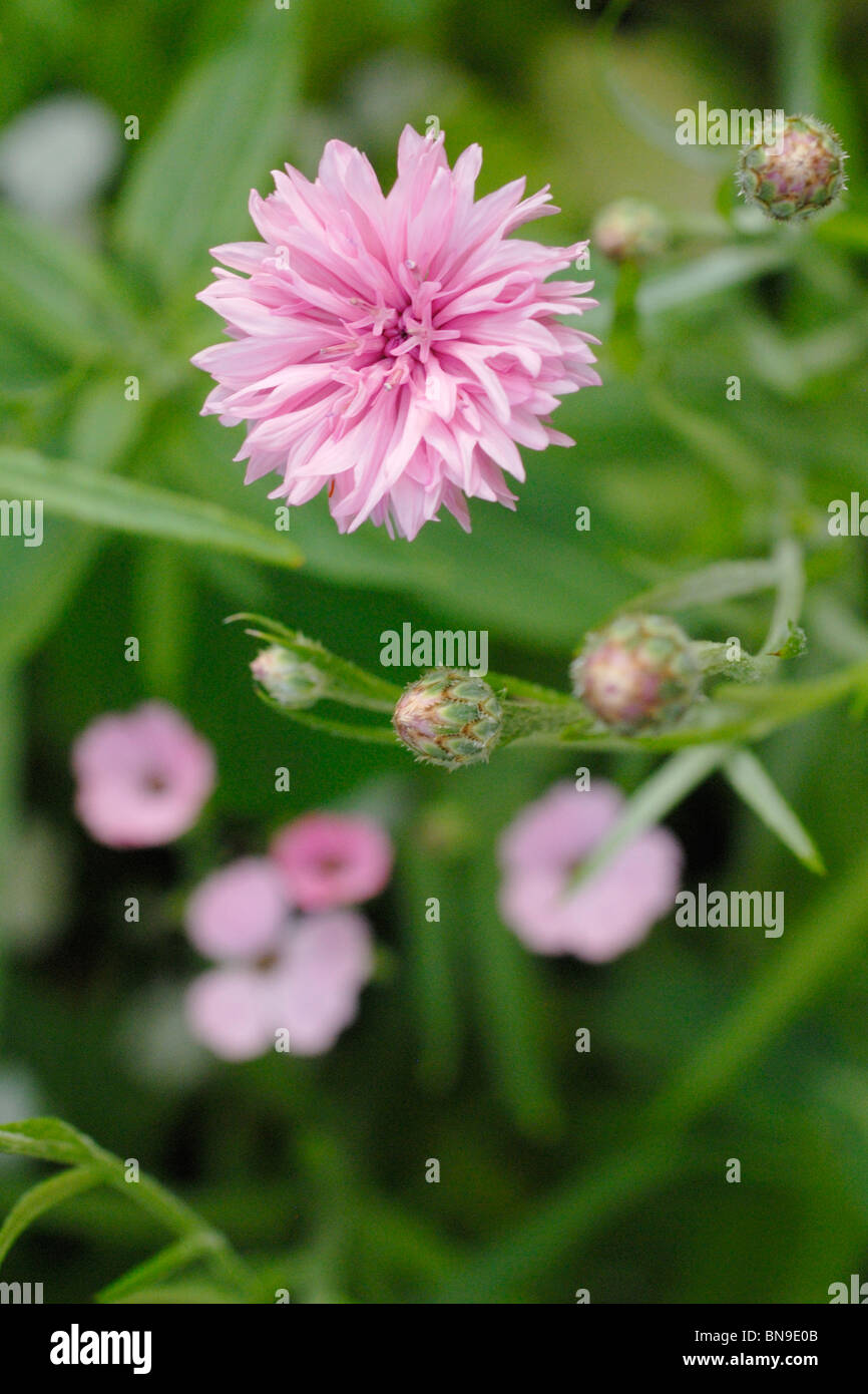 Pink cornflower in garden Stock Photo - Alamy