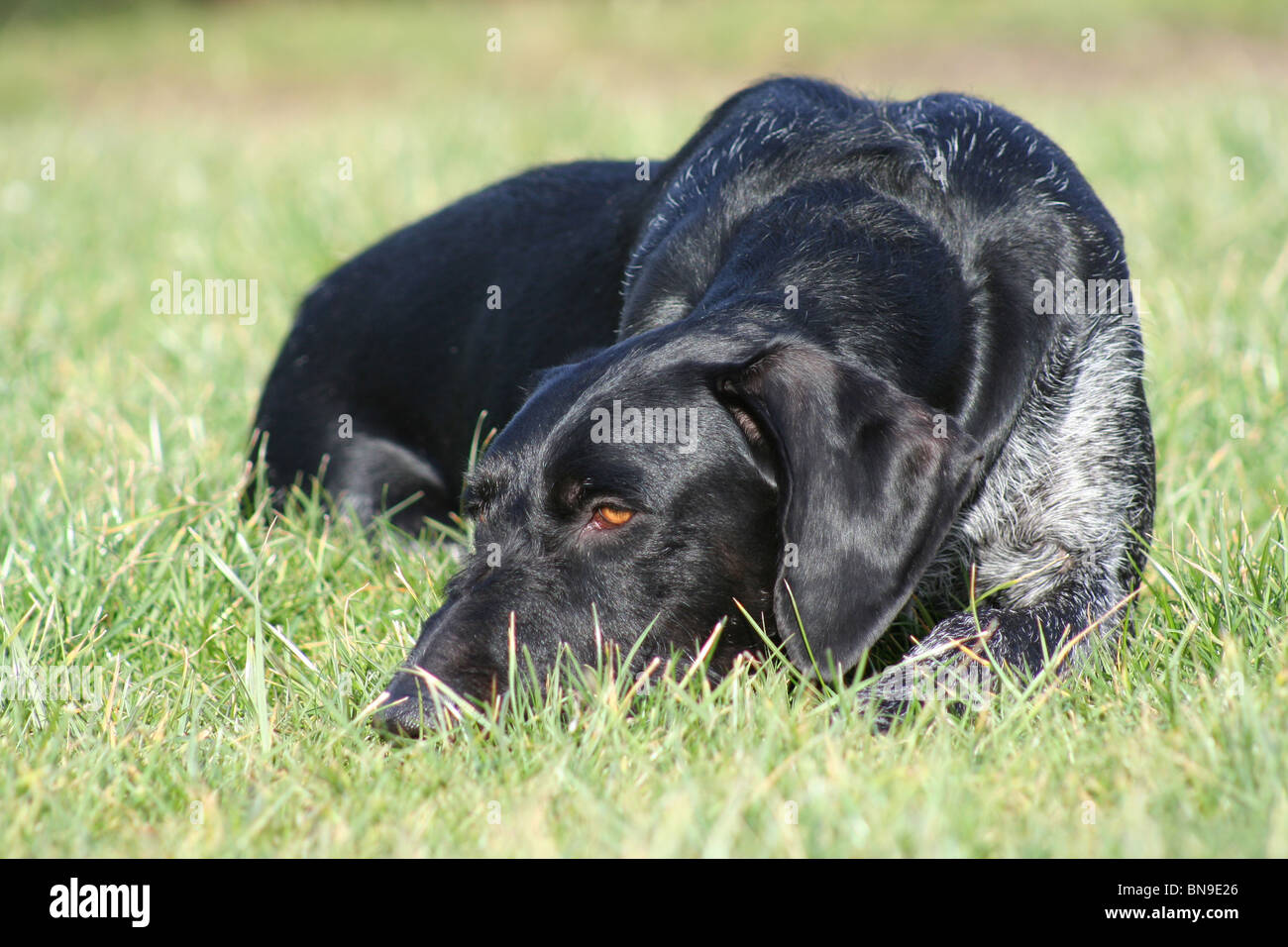 German Wirehaired Pointer Stock Photo - Alamy
