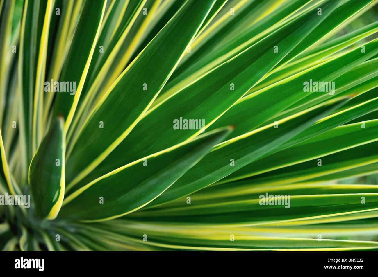 Details yucca hi-res stock photography and images - Alamy