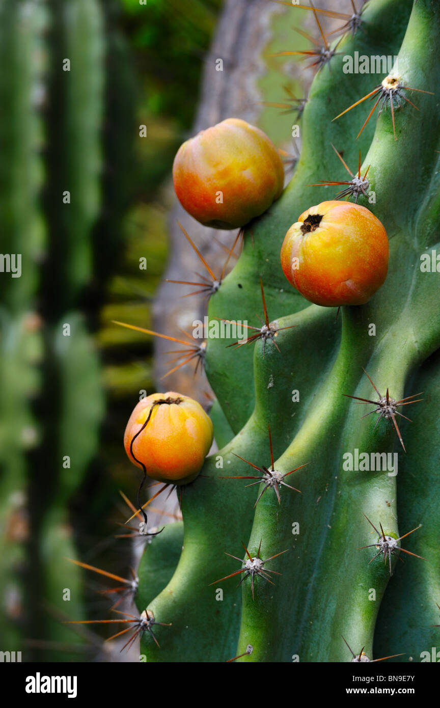 Fruit from cactus hi-res stock photography and images - Alamy