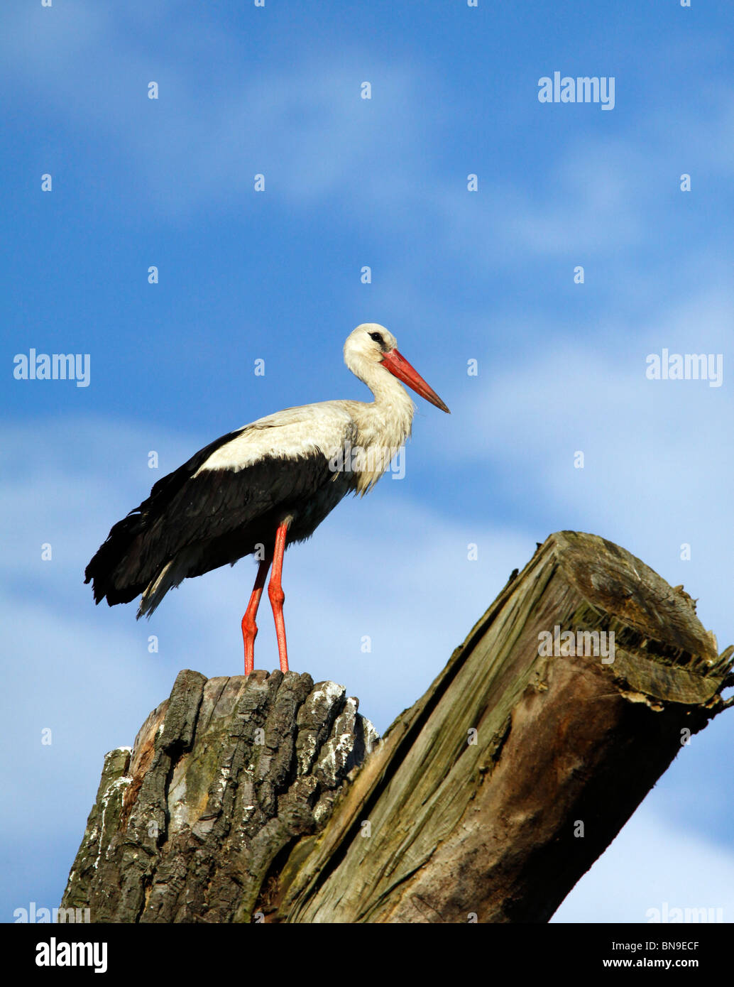 Stork standing on tree hi-res stock photography and images - Alamy