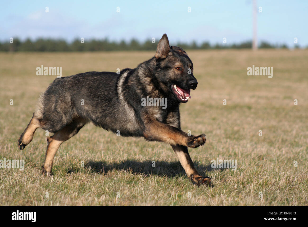 male German Shepherd Stock Photo - Alamy