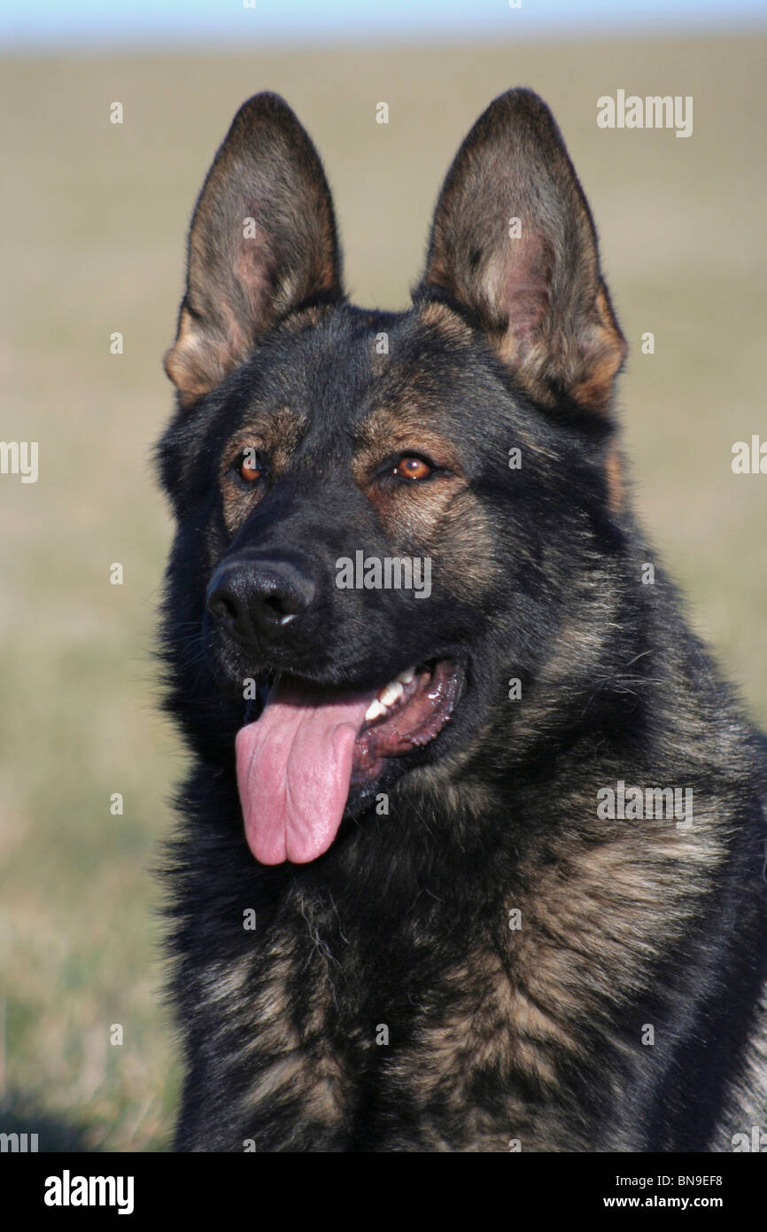 male German Shepherd Stock Photo - Alamy