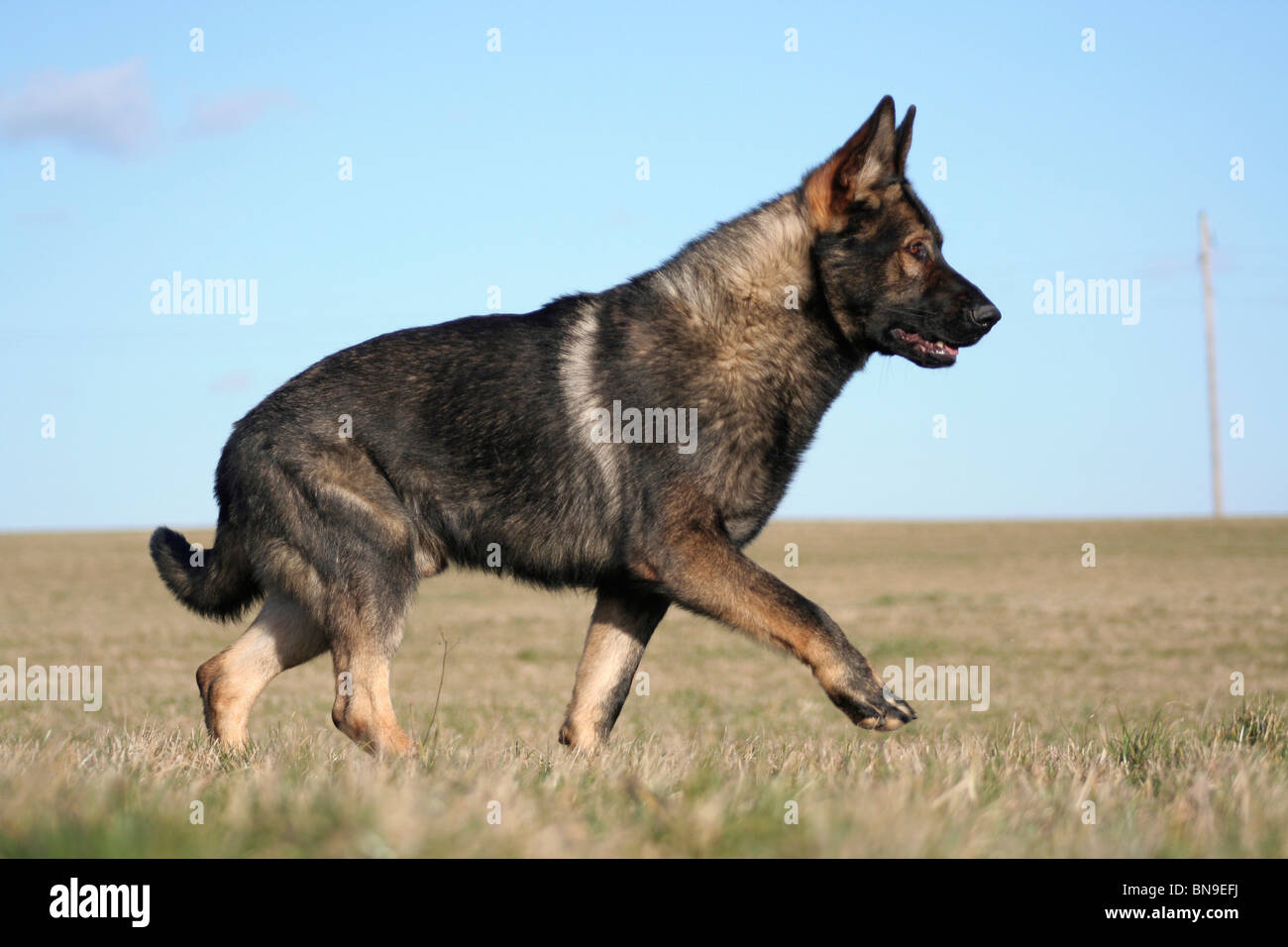male German Shepherd Stock Photo - Alamy