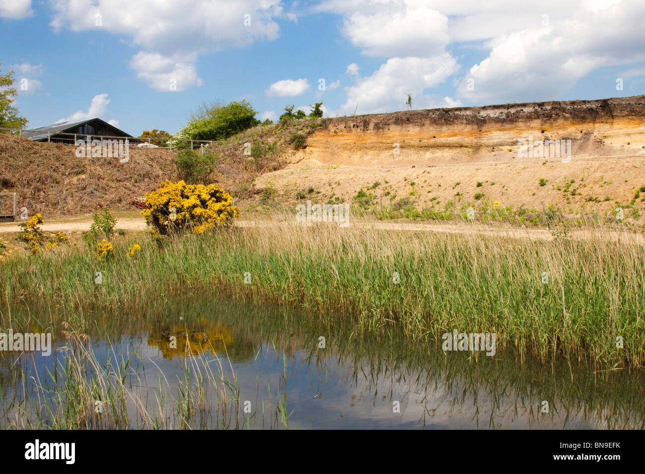 Minsmere RSPB reserve; Suffolk Stock Photo - Alamy