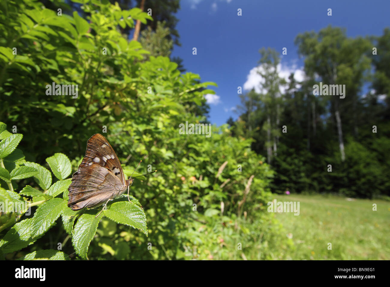 Lesser Purple Emperor (Apatura ilia) with habitat Stock Photo - Alamy