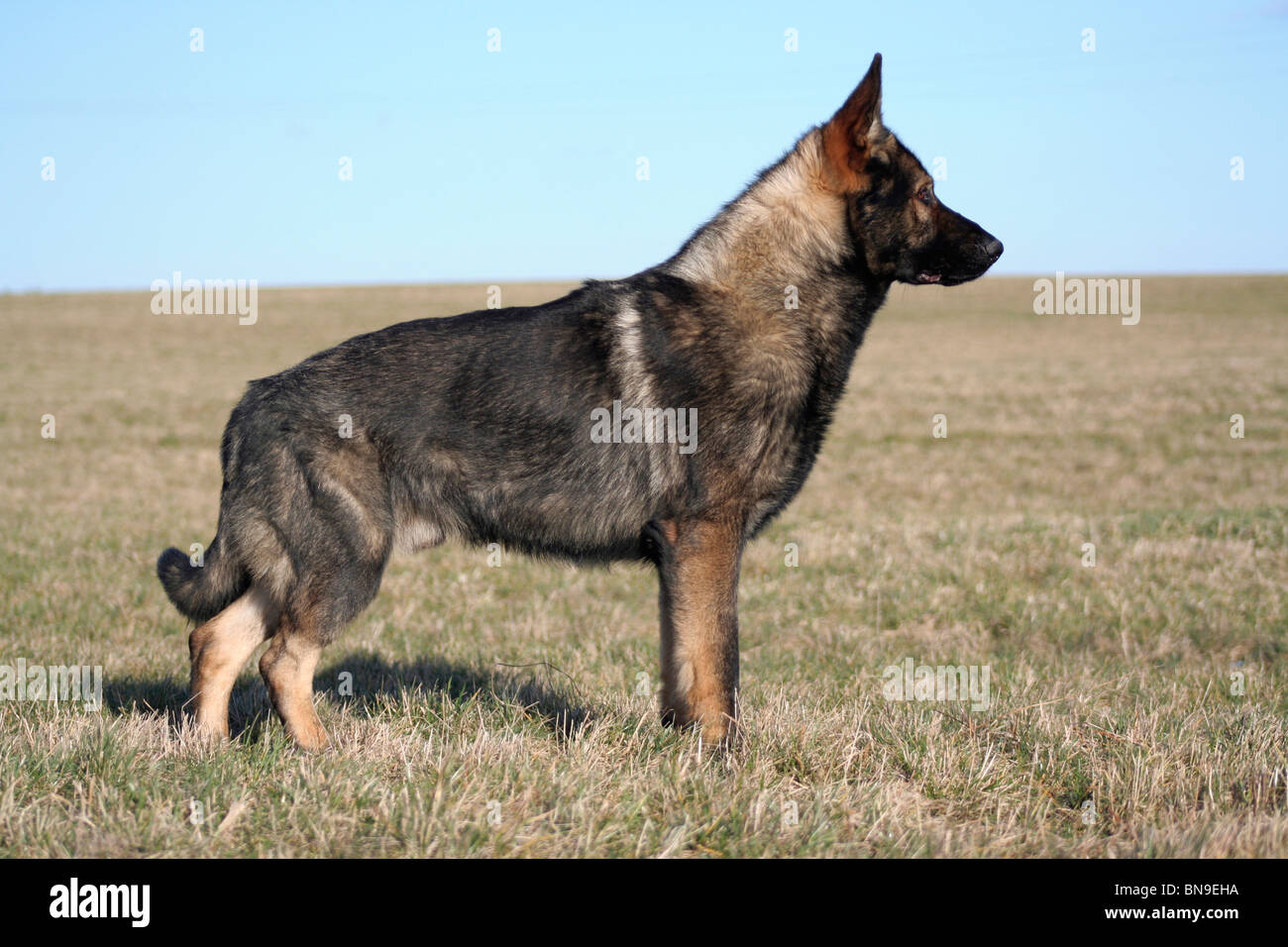 male German Shepherd Stock Photo - Alamy