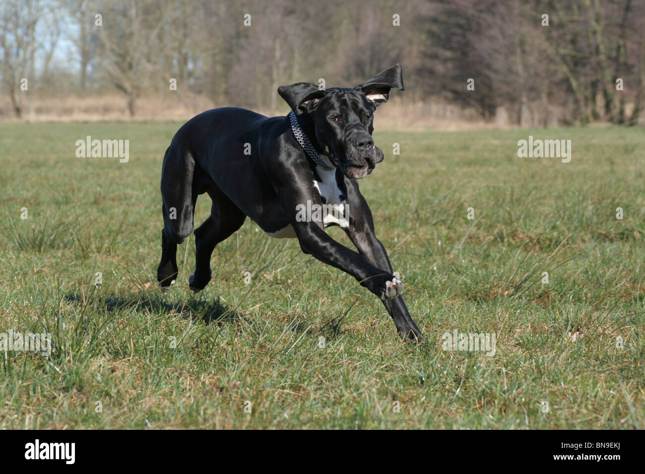 running Great Dane Stock Photo - Alamy