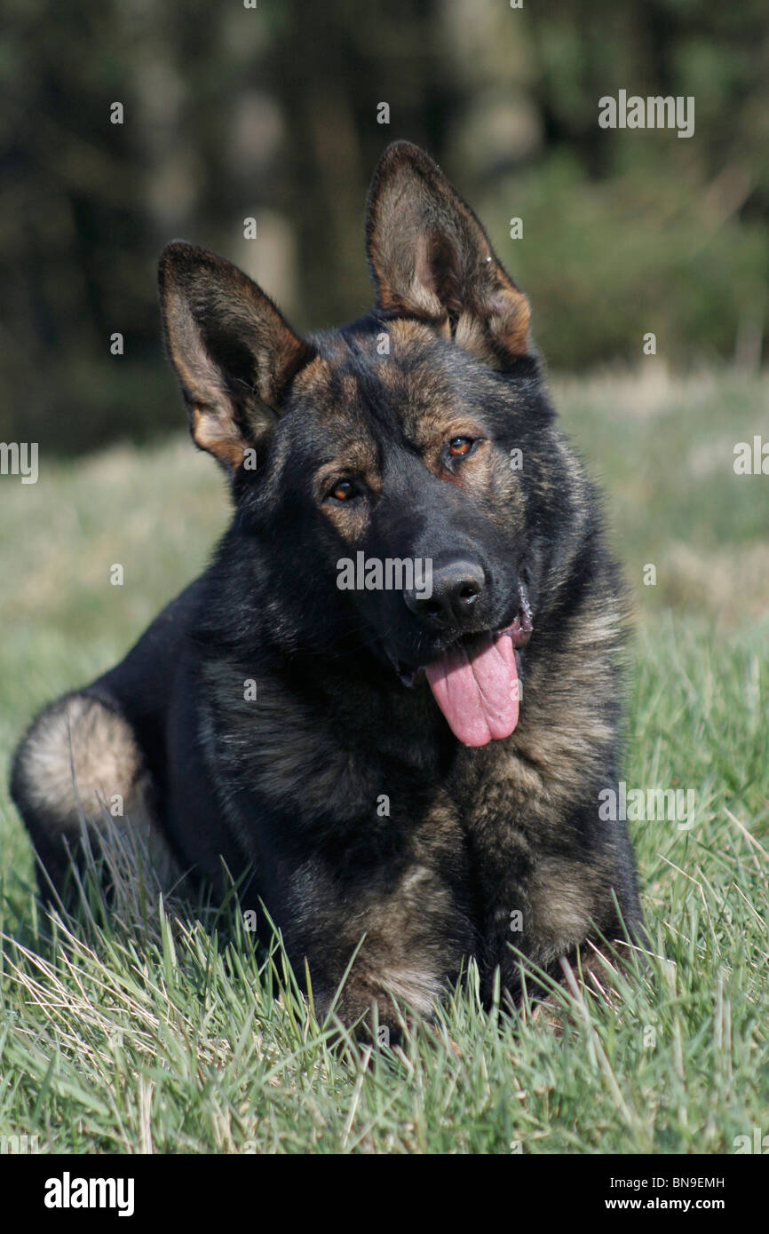 male German Shepherd Stock Photo - Alamy