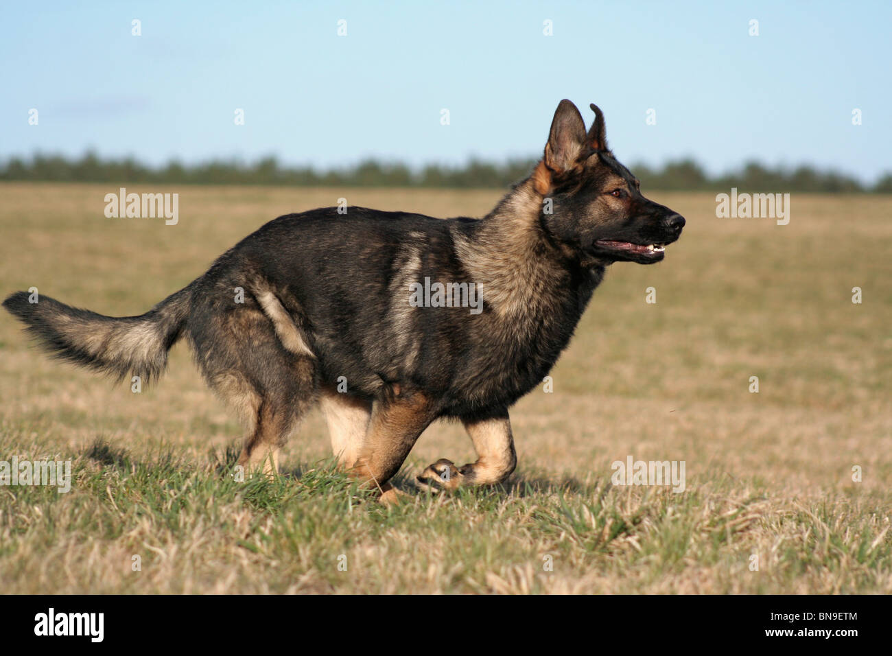 male German Shepherd Stock Photo - Alamy