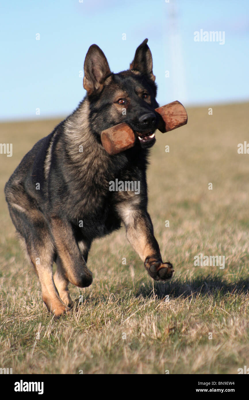 male German Shepherd Stock Photo - Alamy