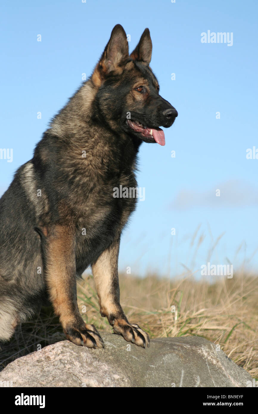 male German Shepherd Stock Photo - Alamy