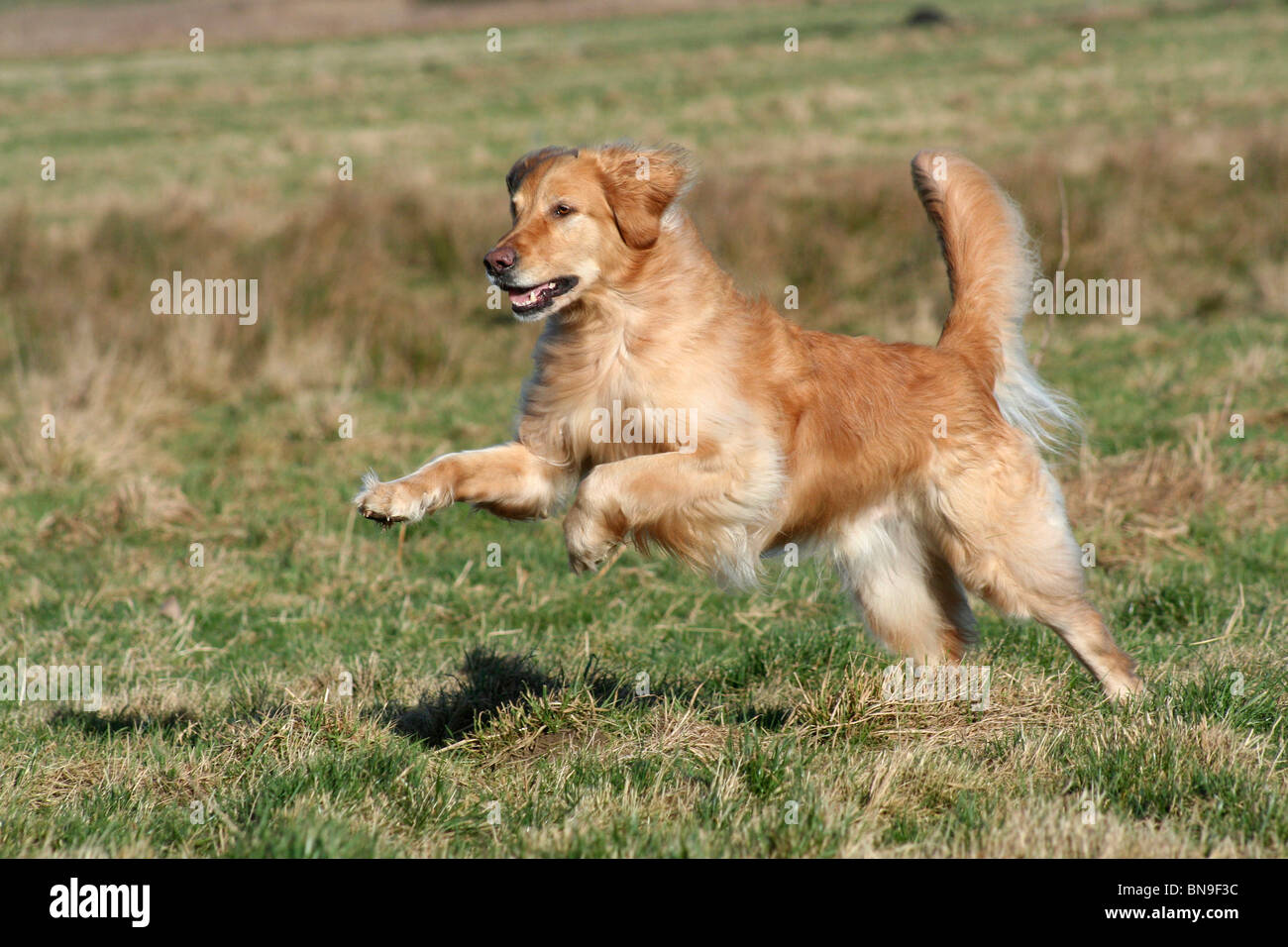 running Golden Retriever Stock Photo - Alamy