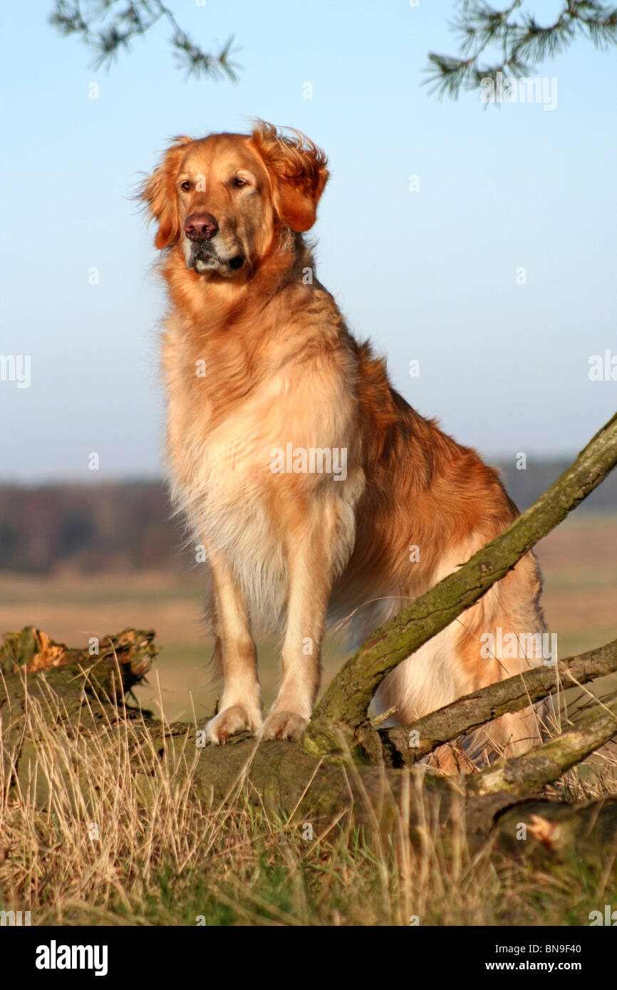 standing Golden Retriever Stock Photo - Alamy