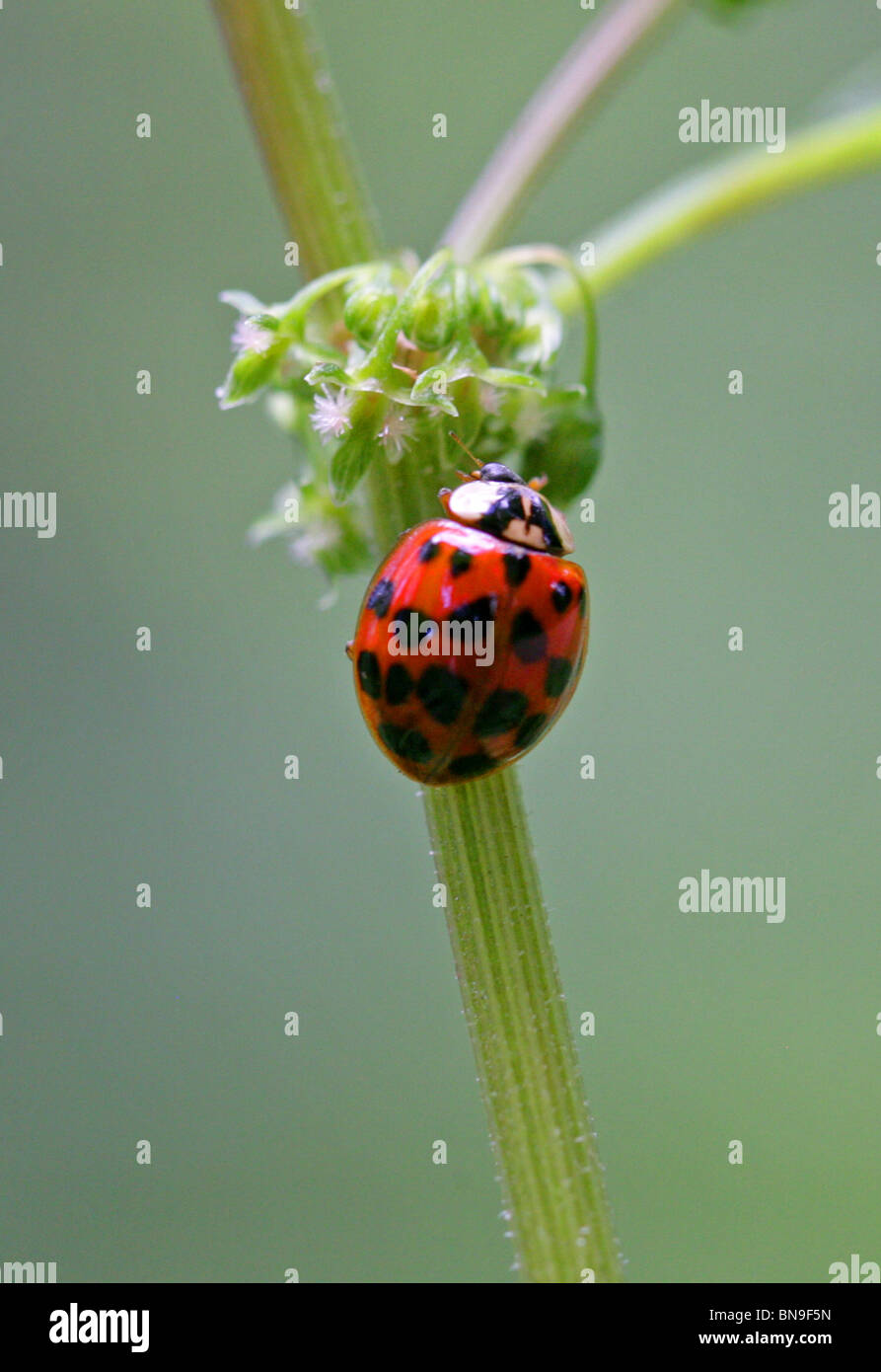 Most common british ladybird hi-res stock photography and images - Alamy