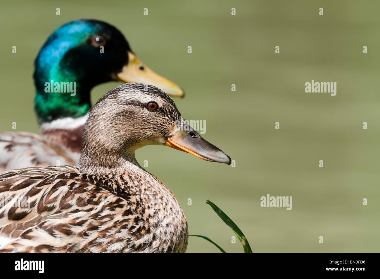 Ducks profile hi-res stock photography and images - Alamy
