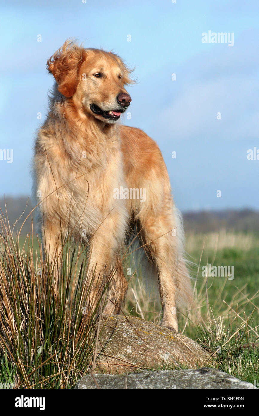 standing Golden Retriever Stock Photo - Alamy