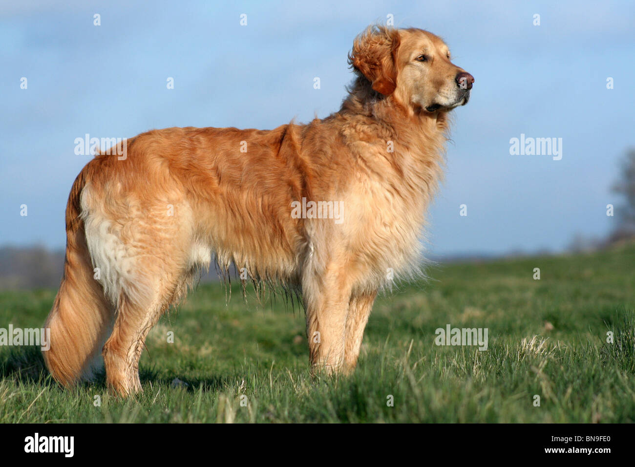 standing Golden Retriever Stock Photo - Alamy