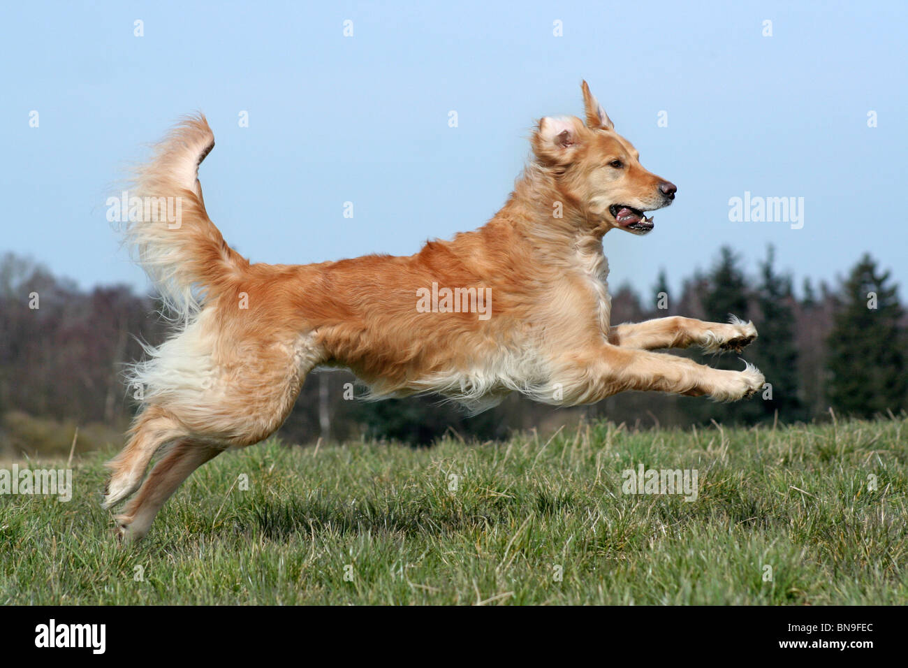 Golden retrievers running on hi-res stock photography and images - Alamy