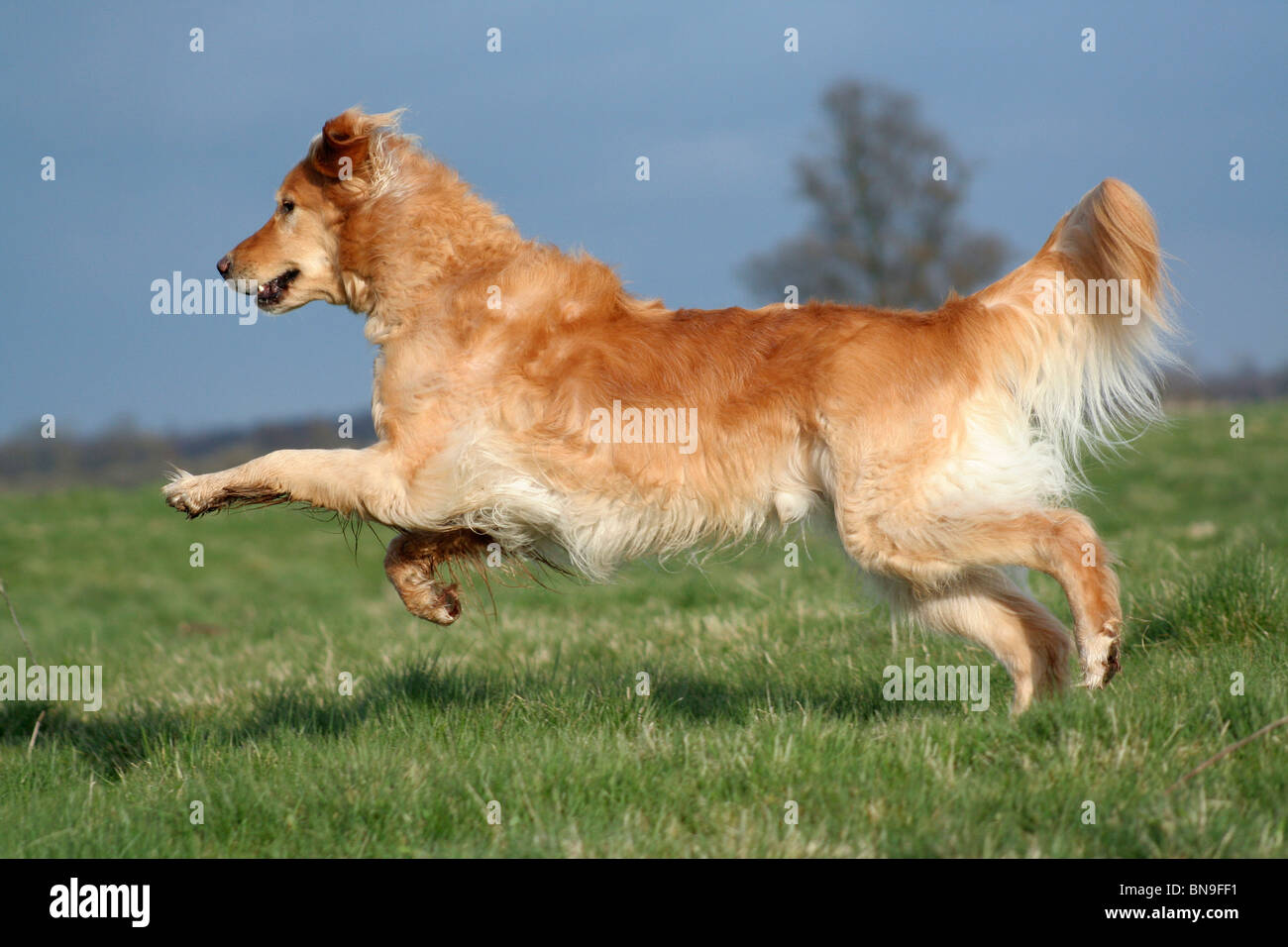 running Golden Retriever Stock Photo - Alamy