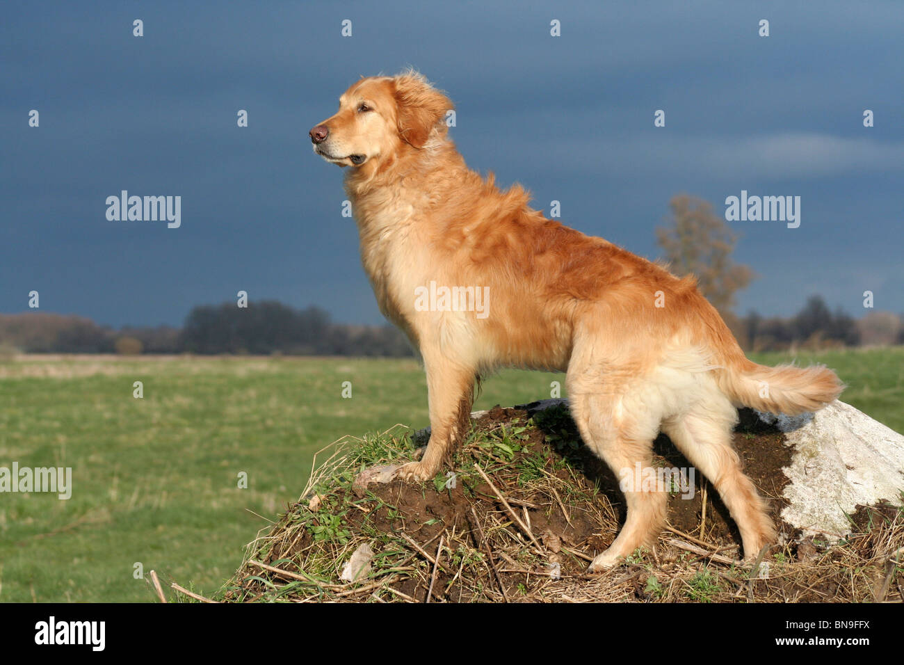 standing Golden Retriever Stock Photo - Alamy