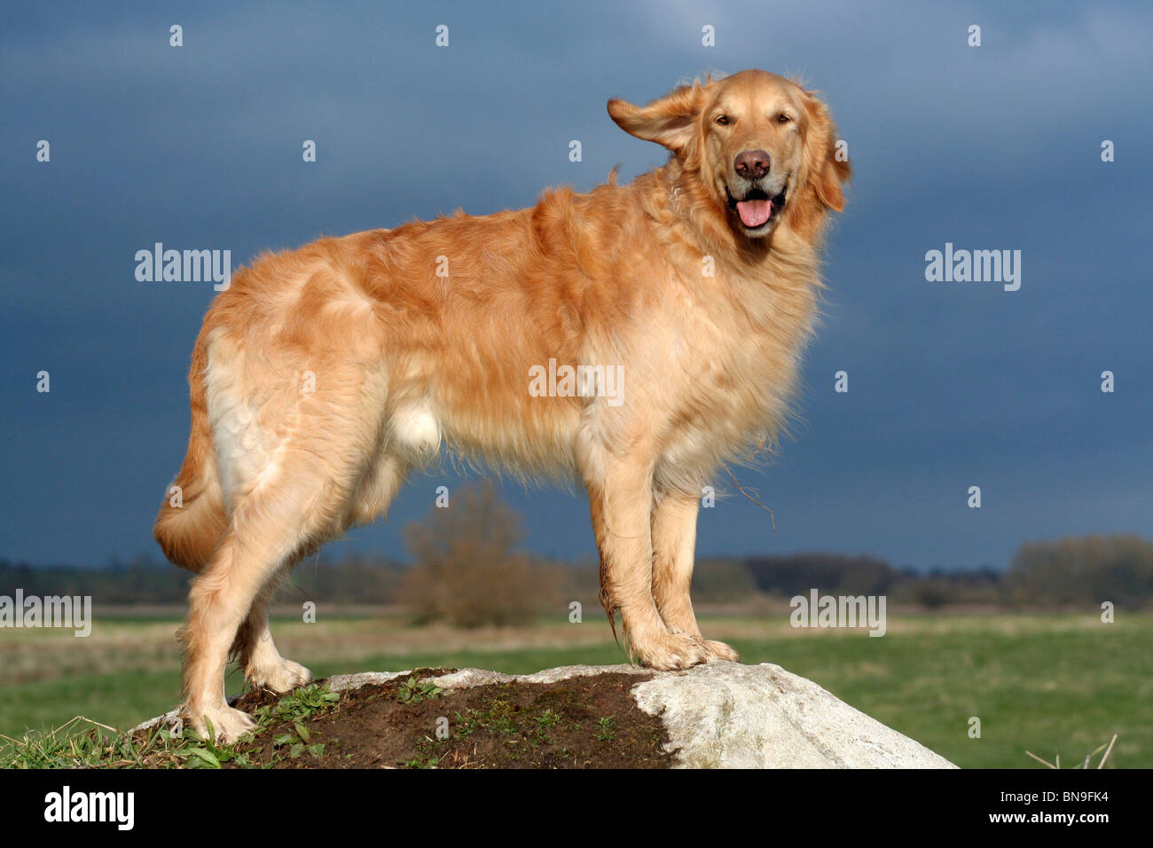 standing Golden Retriever Stock Photo - Alamy