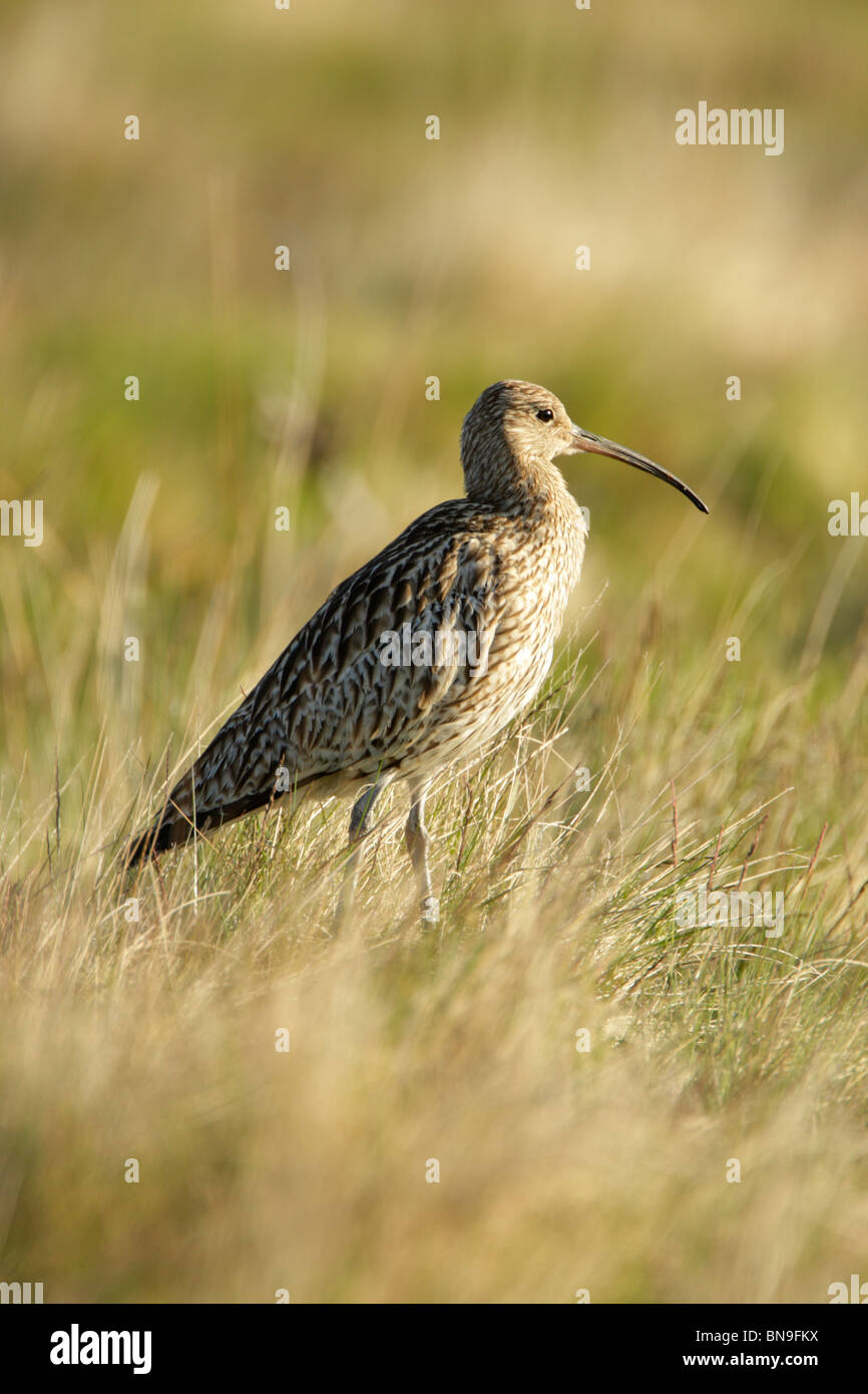 Curlew numenius arquata single bird hi-res stock photography and images ...