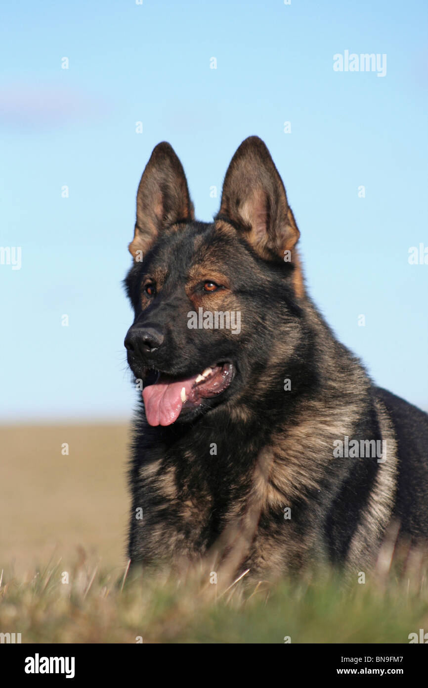 German shepherd dog adults laying hi-res stock photography and images ...