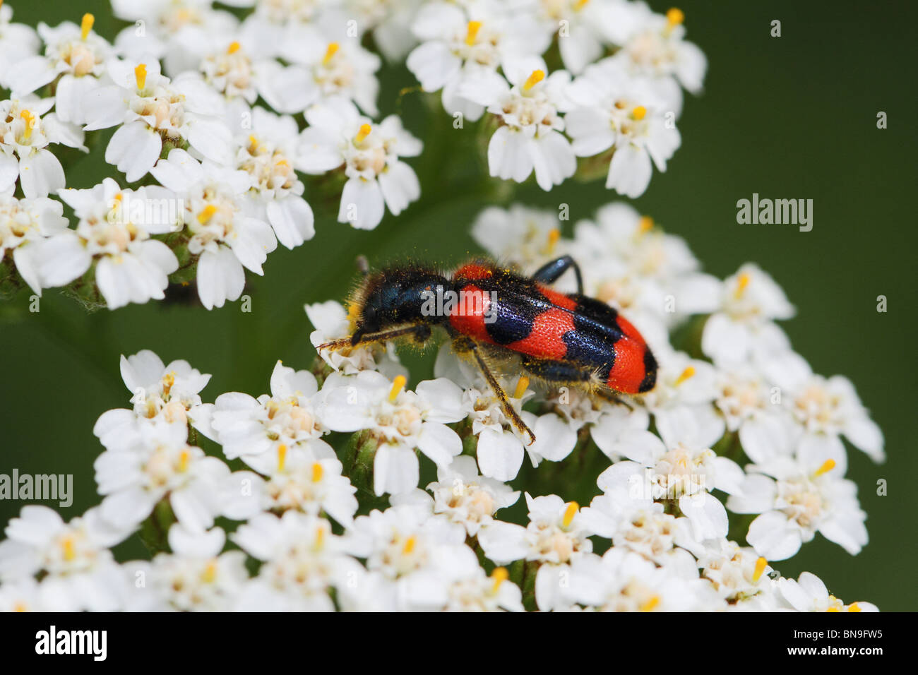 Checkered bee beetle hi-res stock photography and images - Alamy
