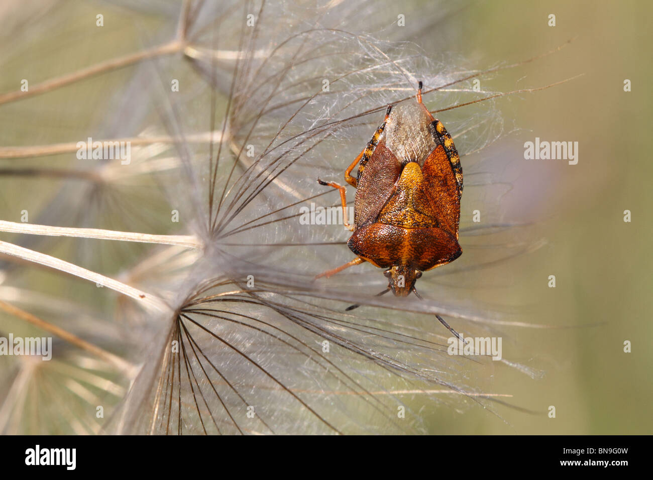 Black-shouldered Shield Bug (Carpocoris purpureipennis Stock Photo - Alamy