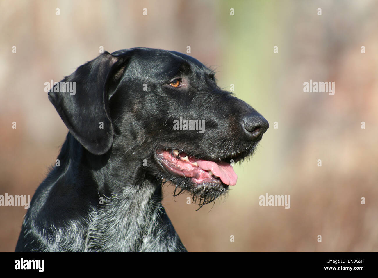 German Wirehaired Pointer Portrait Stock Photo - Alamy