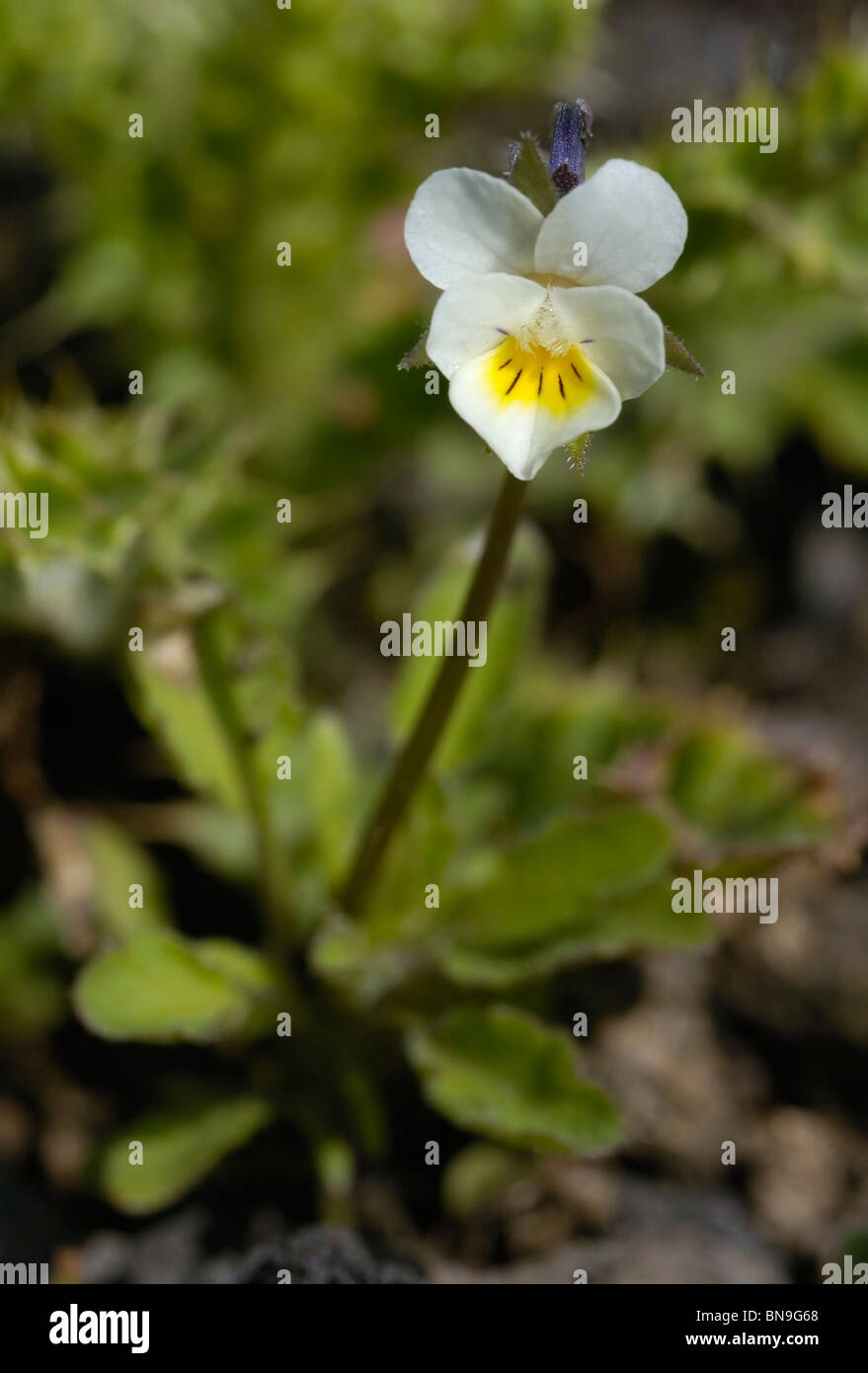 Field Pansy - Viola arvensis Stock Photo - Alamy