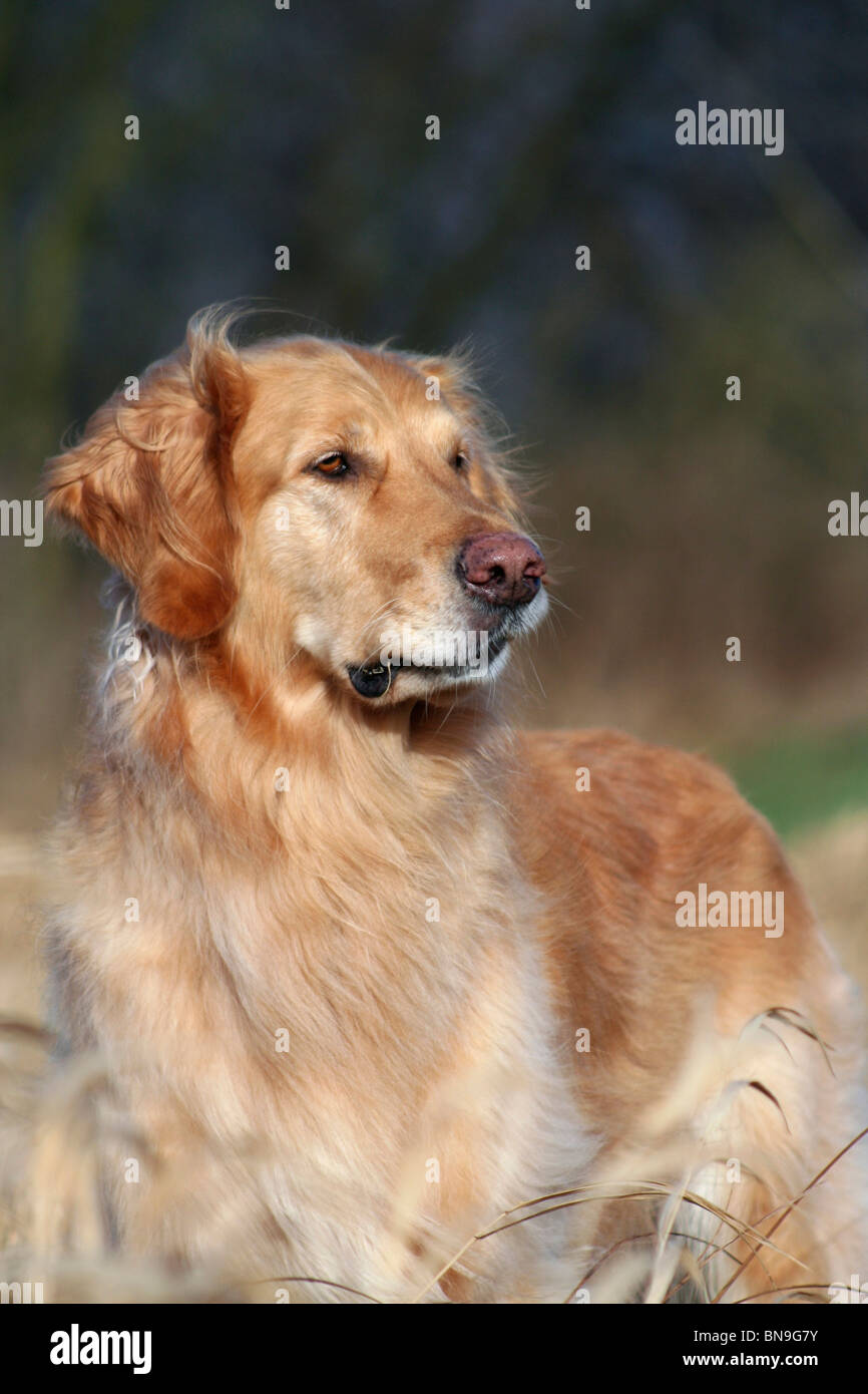 Golden Hounds High Resolution Stock Photography and Images - Alamy